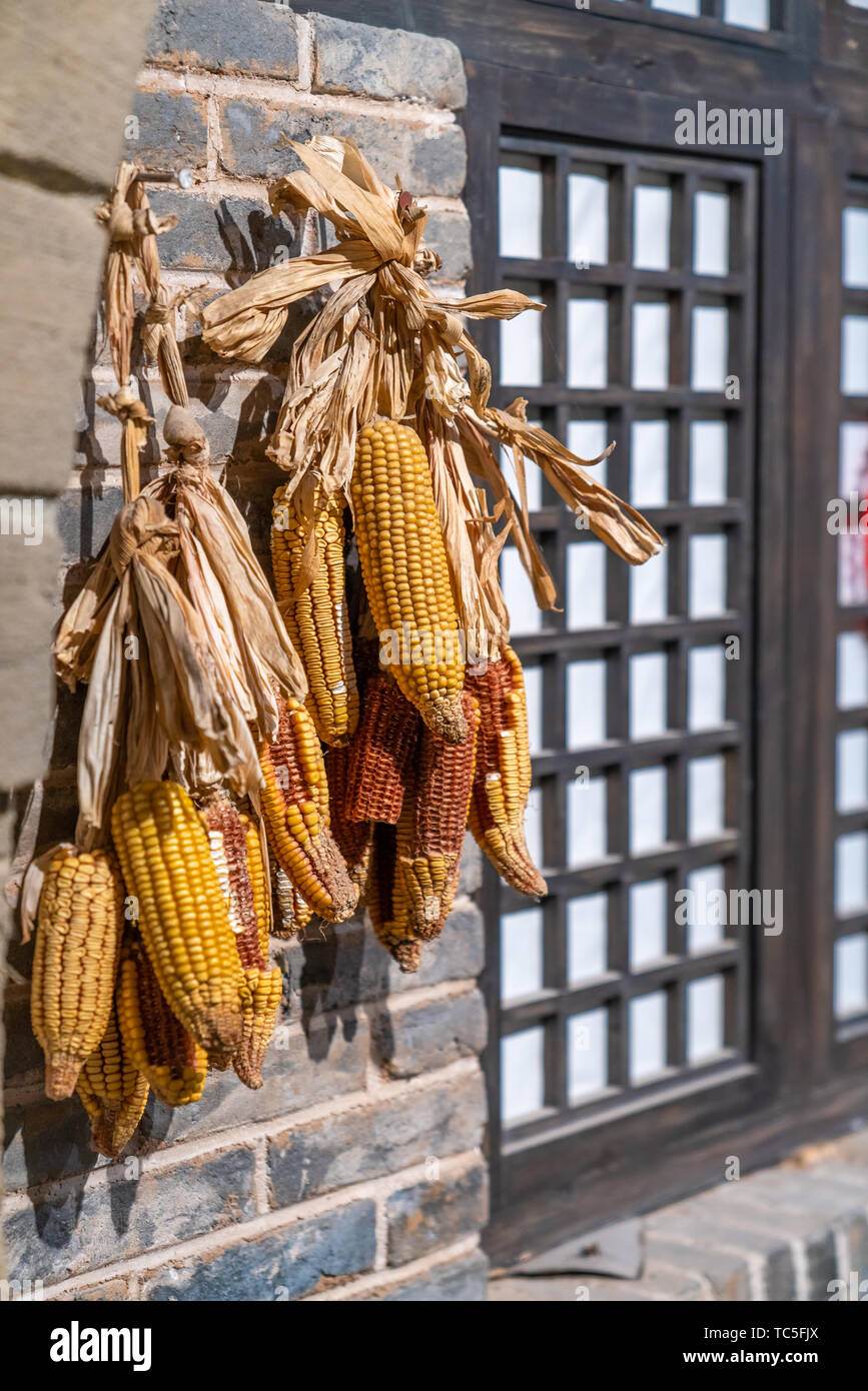 The corn hanging in front of the farmer's house Stock Photo - Alamy
