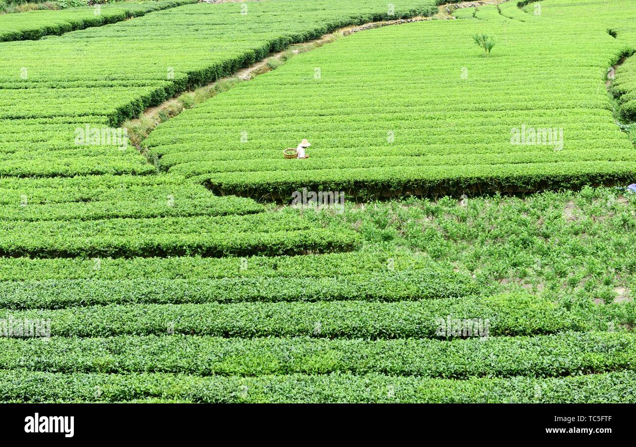 Tea garden scenery Stock Photo - Alamy