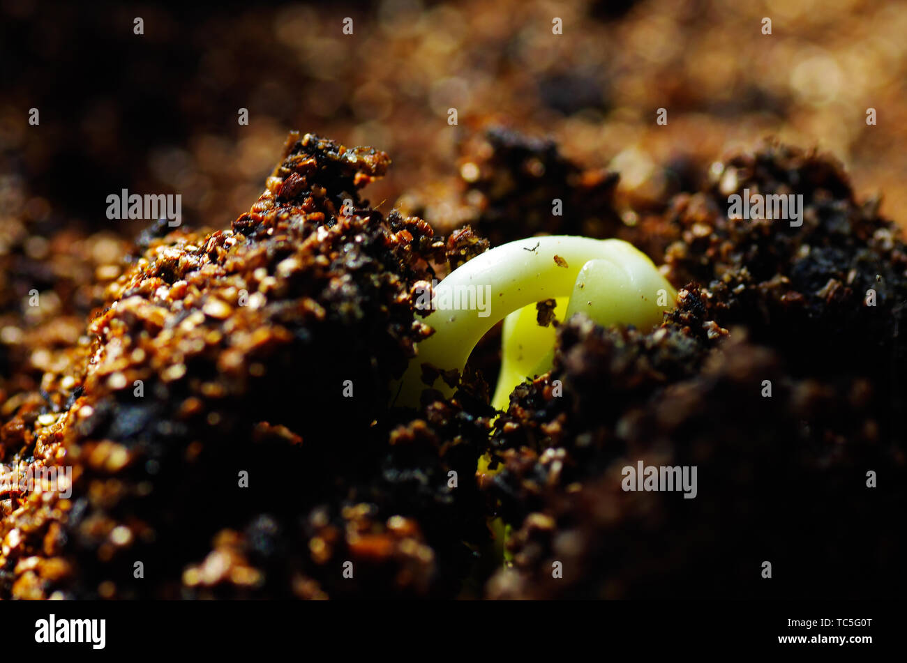 Pea tooth seeds Stock Photo - Alamy