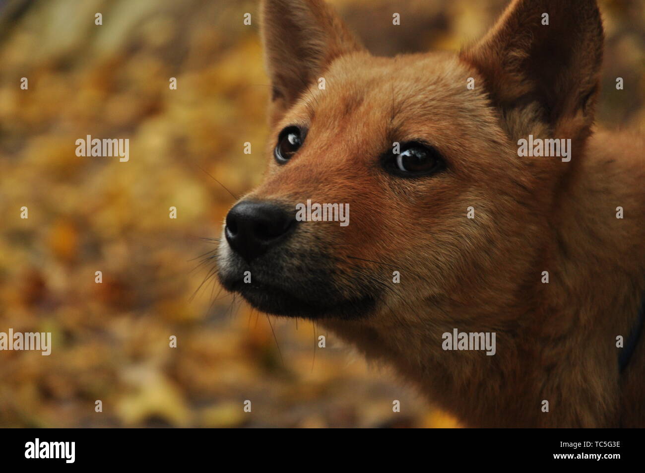 Chinese man with dog hi-res stock photography and images - Alamy