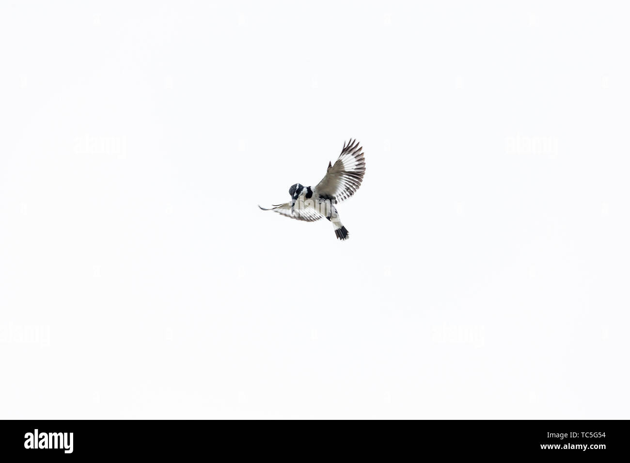 Flying with dog Cut Out Stock Images & Pictures - Alamy
