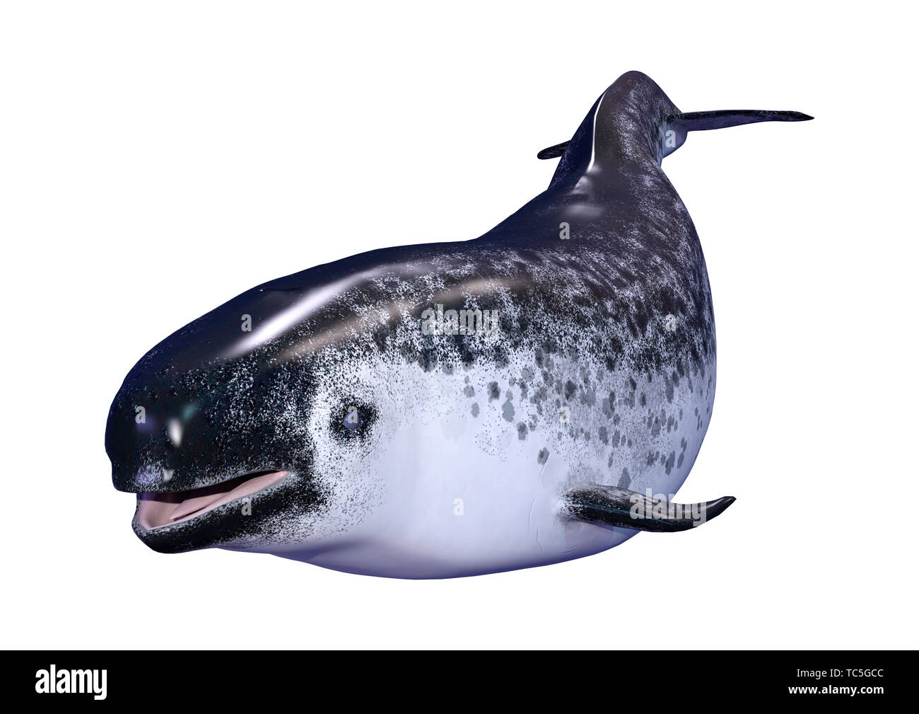 3D rendering of a female narwhal or Monodon monoceros, or narwhale ...