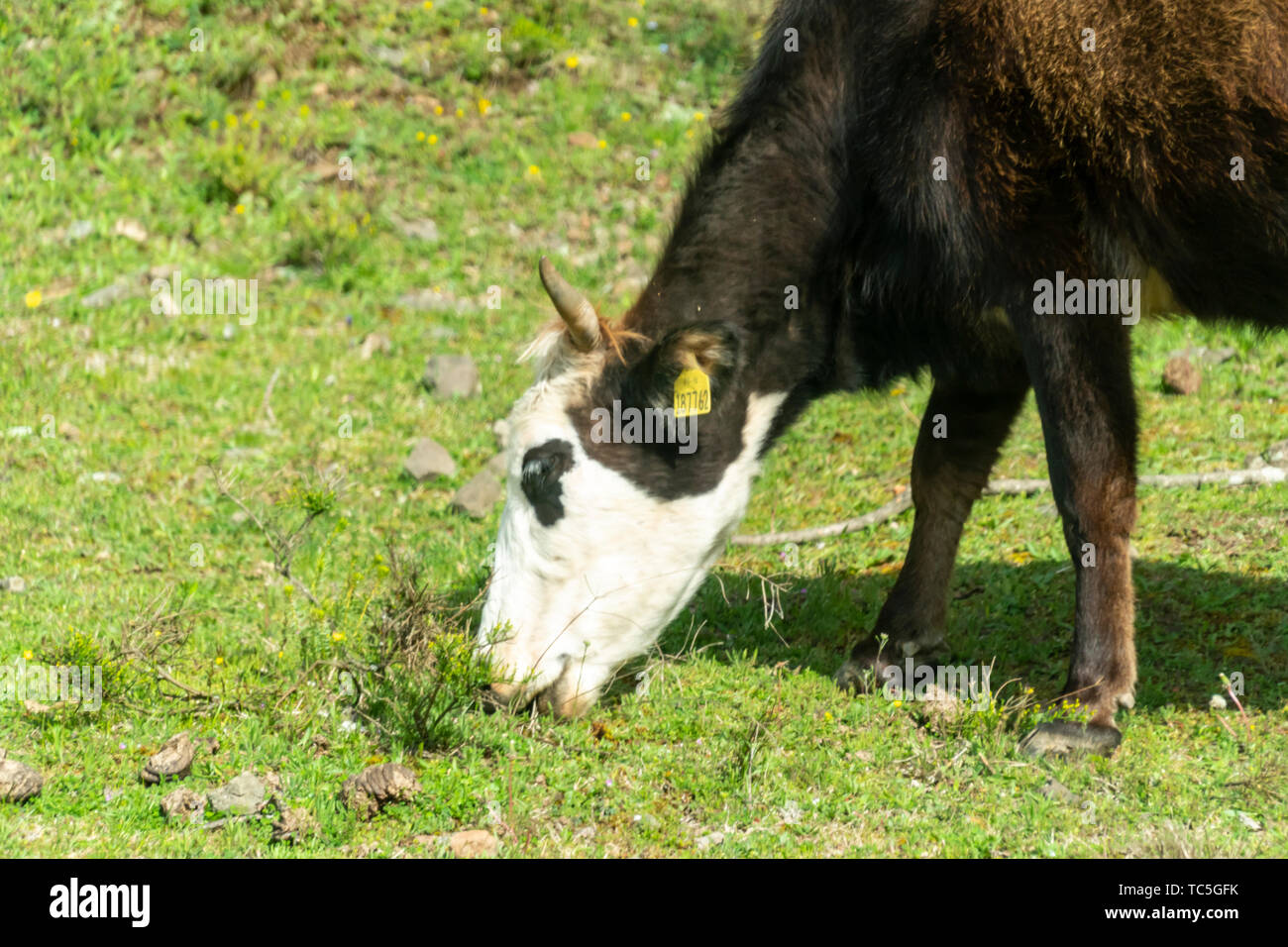 Bulgarian brown cow - typical cattle breed from Bulgaria in the ...