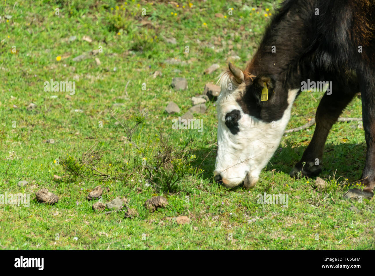 Bulgarian brown cow - typical cattle breed from Bulgaria in the ...