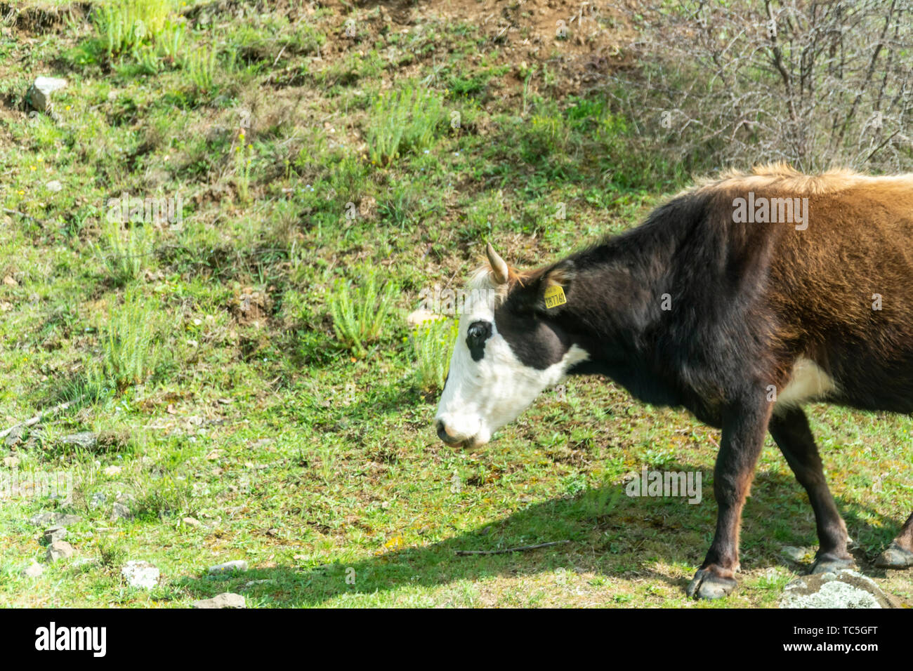 Bulgarian brown cow - typical cattle breed from Bulgaria in the ...