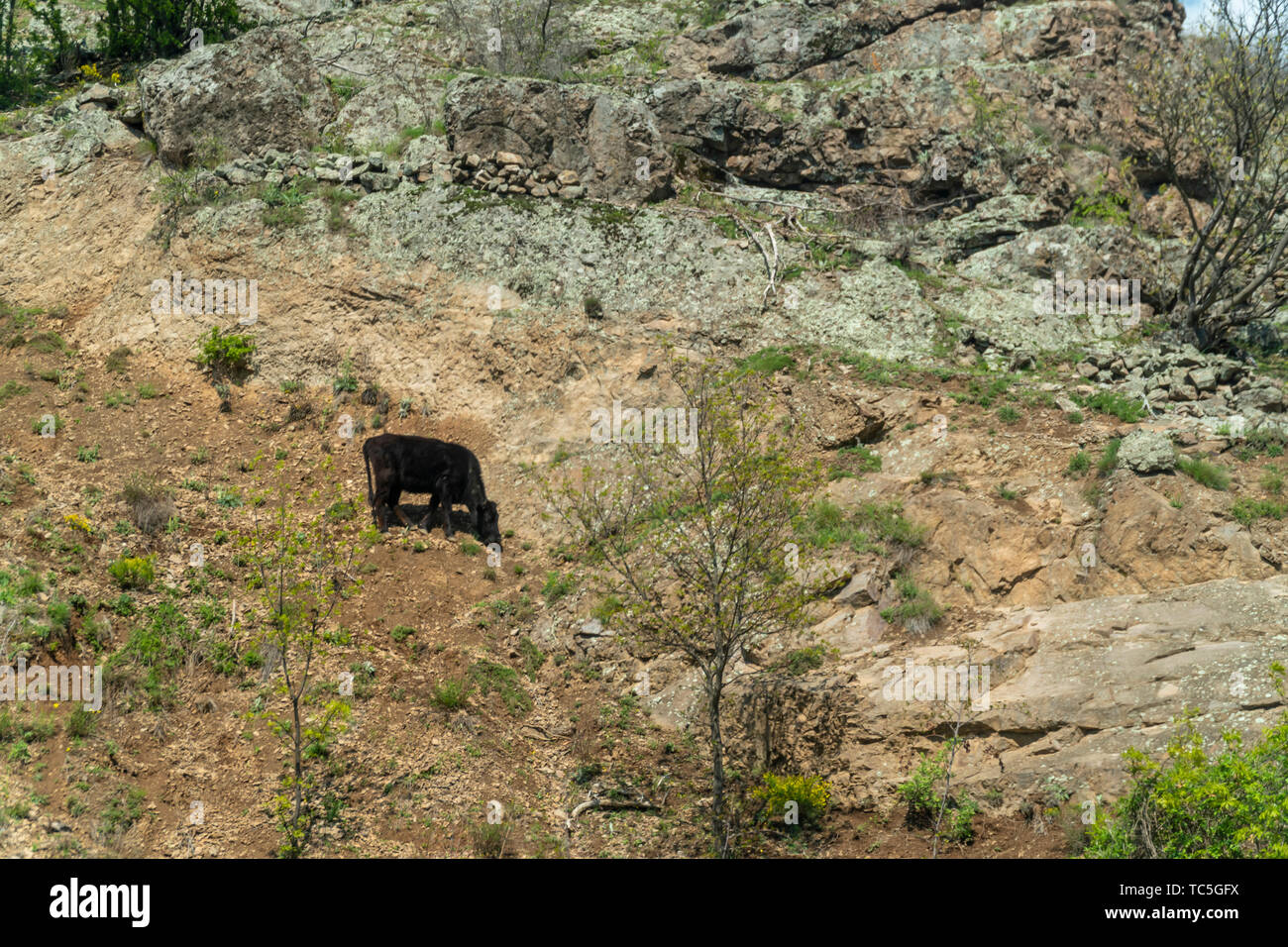 Bulgarian brown cow - typical cattle breed from Bulgaria in the ...