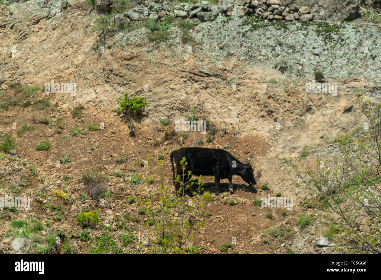 Bulgarian brown cow - typical cattle breed from Bulgaria in the ...