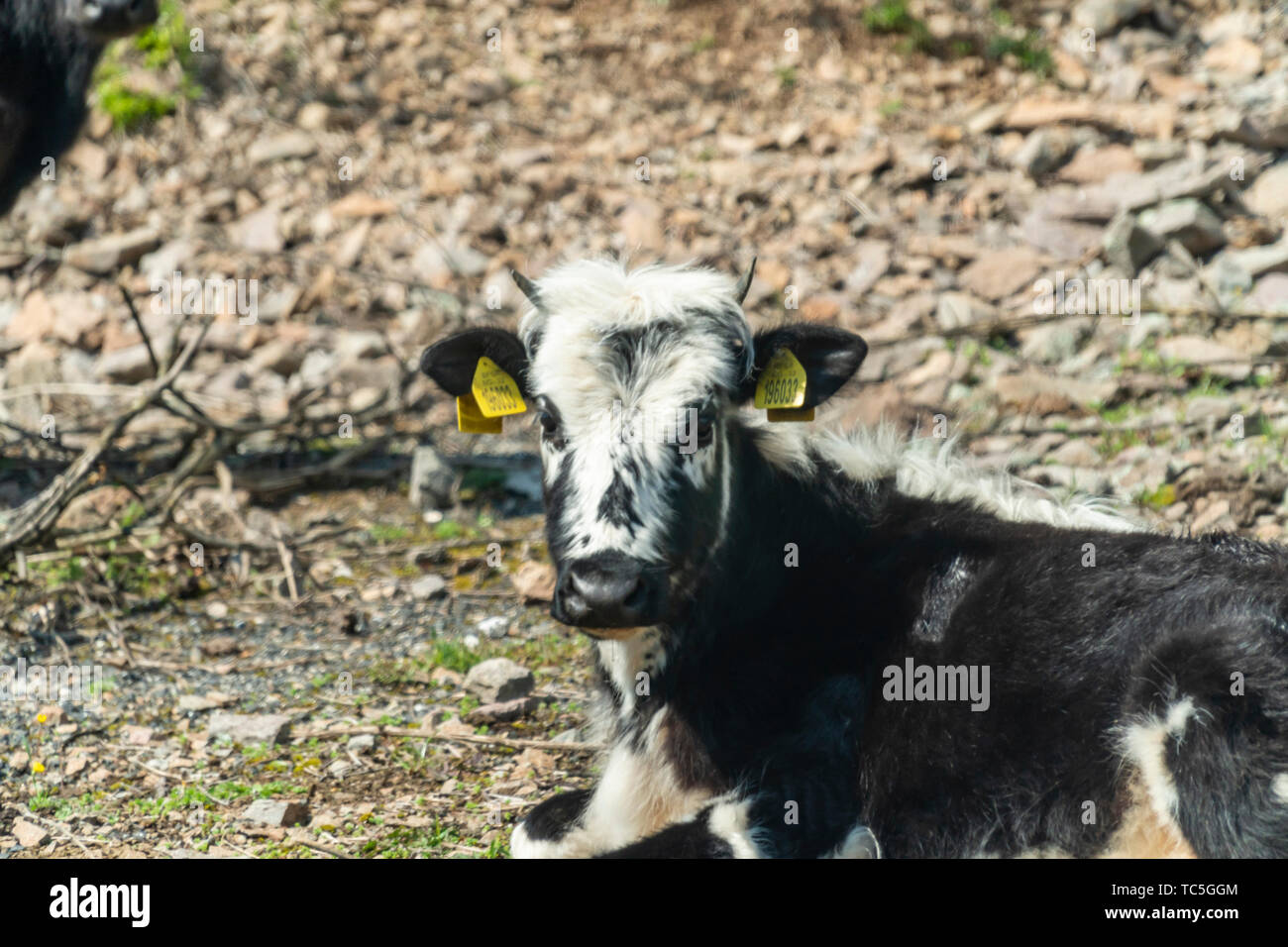 Bulgarian black-pied cow - typical cattle breed from Bulgaria in the ...