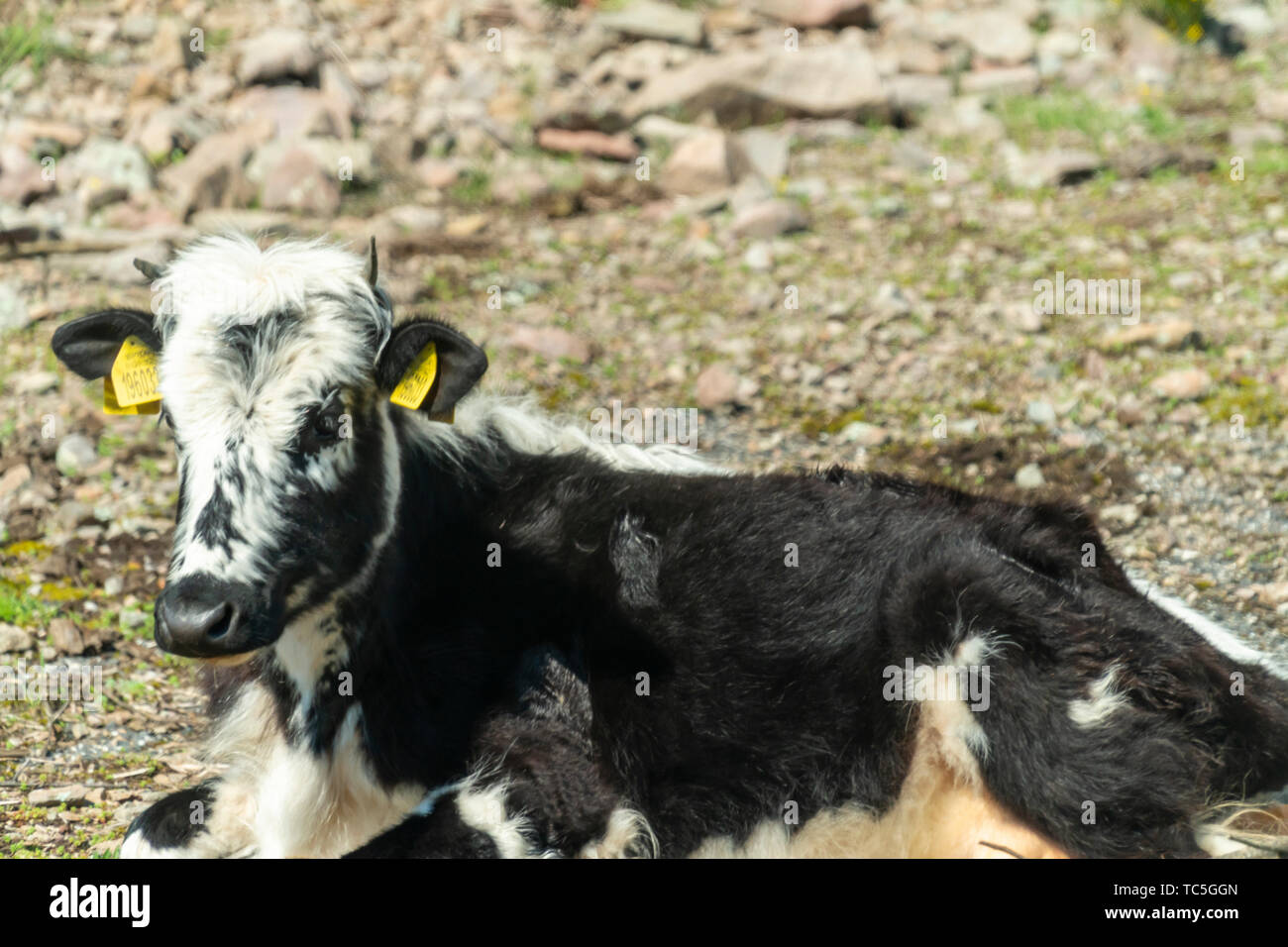 Bulgarian black-pied cow - typical cattle breed from Bulgaria in the ...
