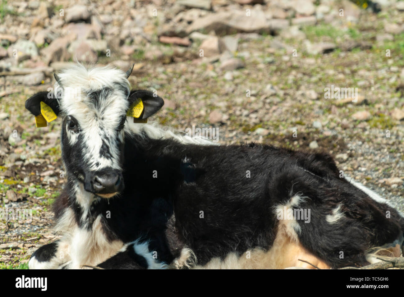 Bulgarian black-pied cow - typical cattle breed from Bulgaria in the ...