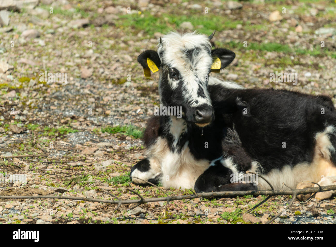 Bulgarian black-pied cow - typical cattle breed from Bulgaria in the ...