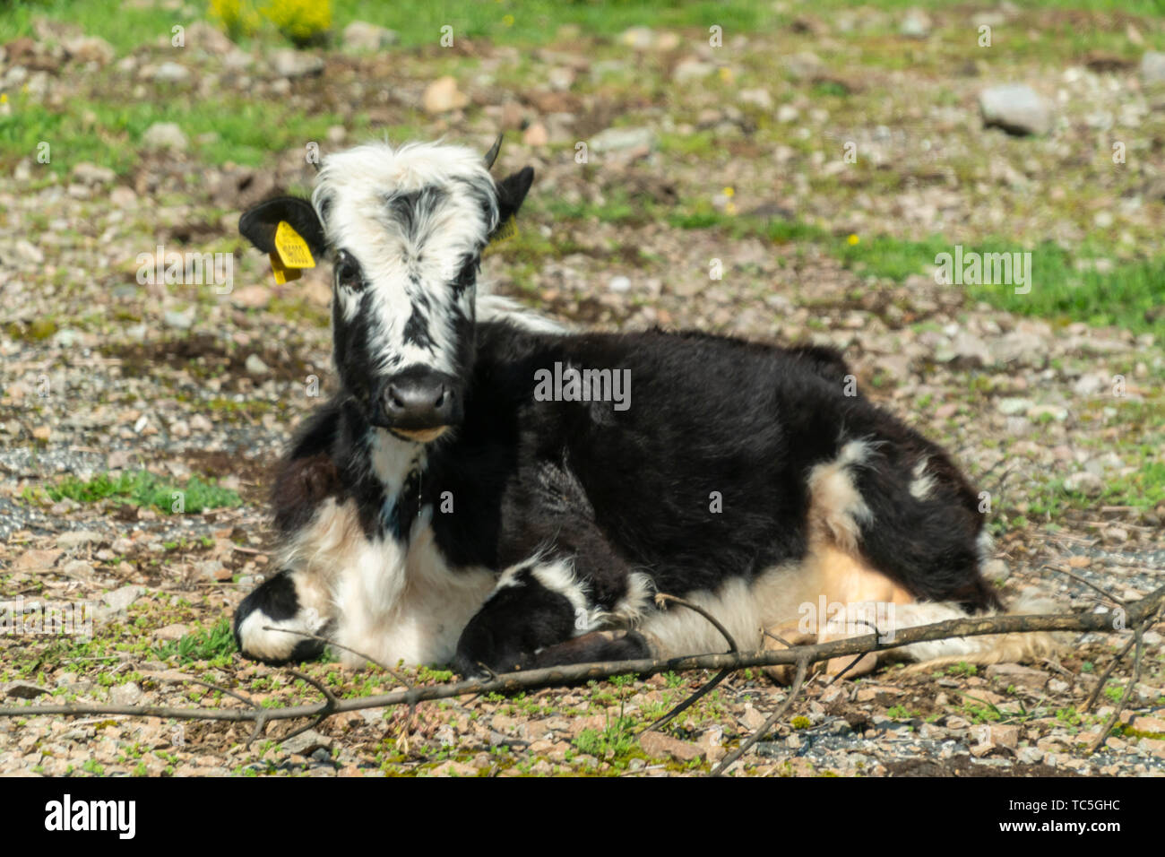 Bulgarian black-pied cow - typical cattle breed from Bulgaria in the ...