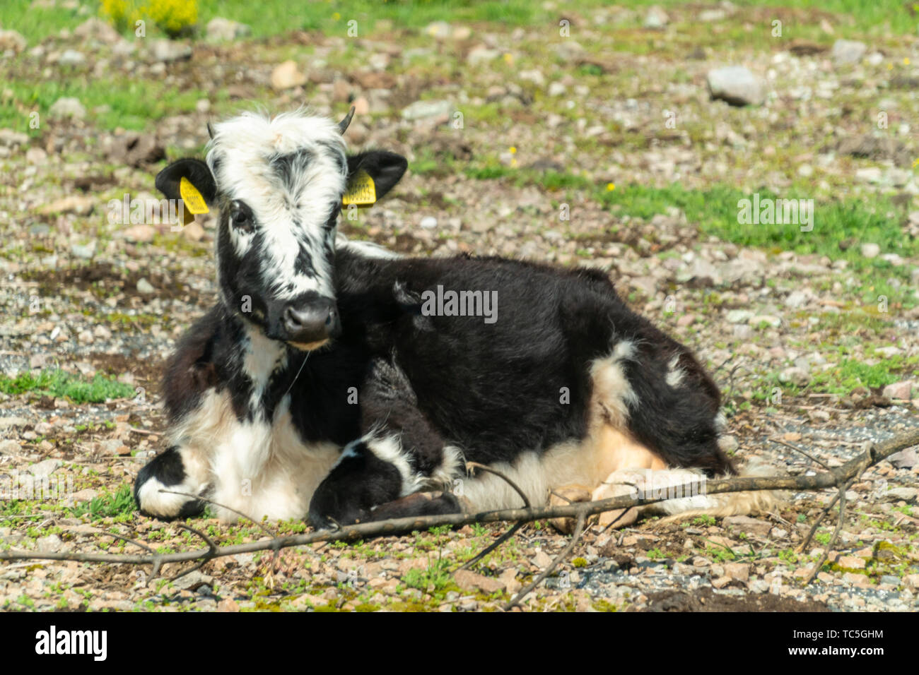 Bulgarian black-pied cow - typical cattle breed from Bulgaria in the ...