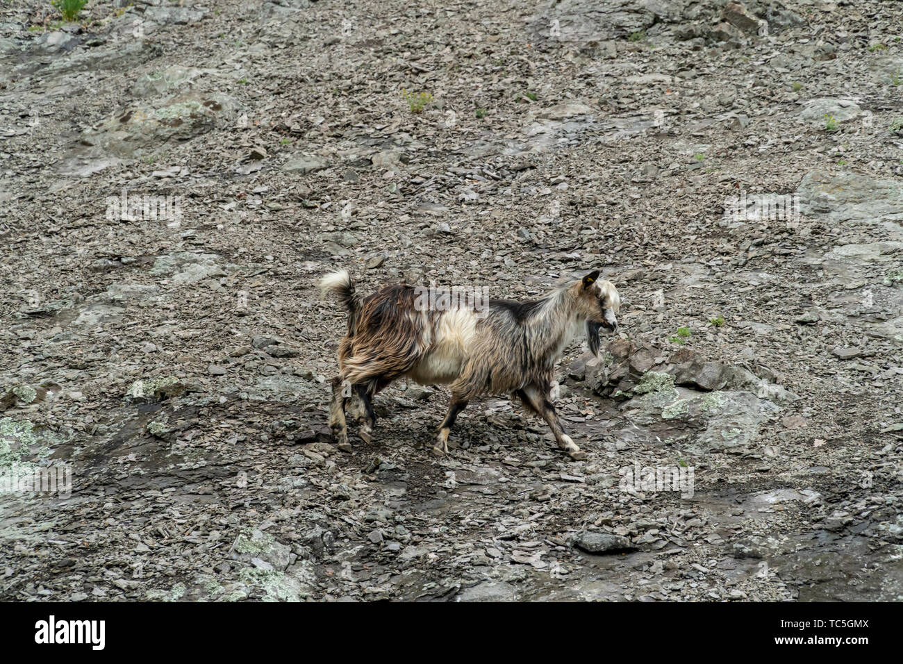 Group of mountain goats in the wilderness or Rhodope mountain in ...