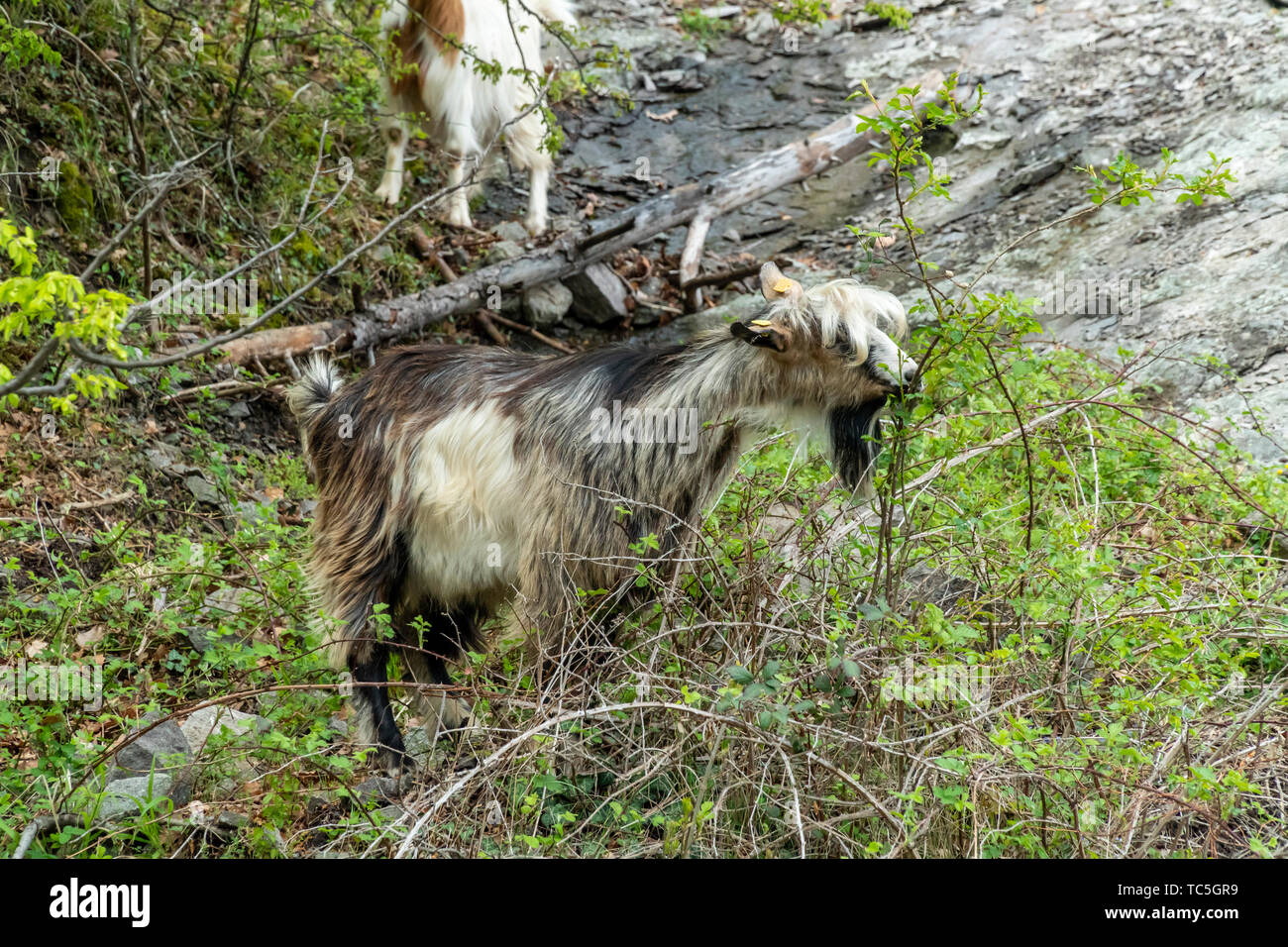 Bulgaria mountain goat hi-res stock photography and images - Alamy