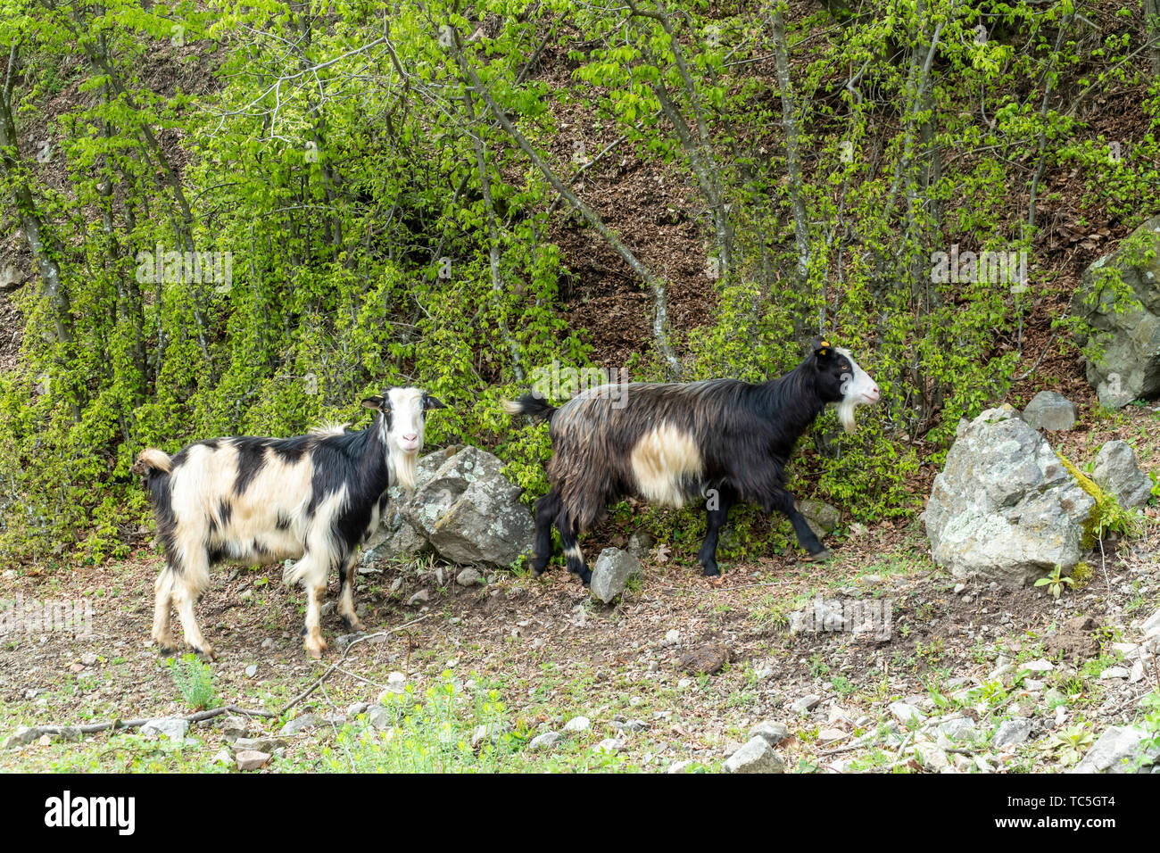 Bulgaria mountain goat hi-res stock photography and images - Alamy