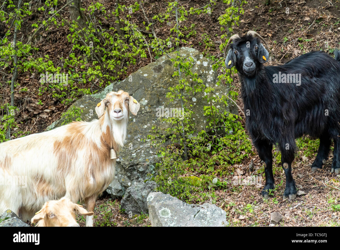 Bulgaria mountain goat hi-res stock photography and images - Alamy