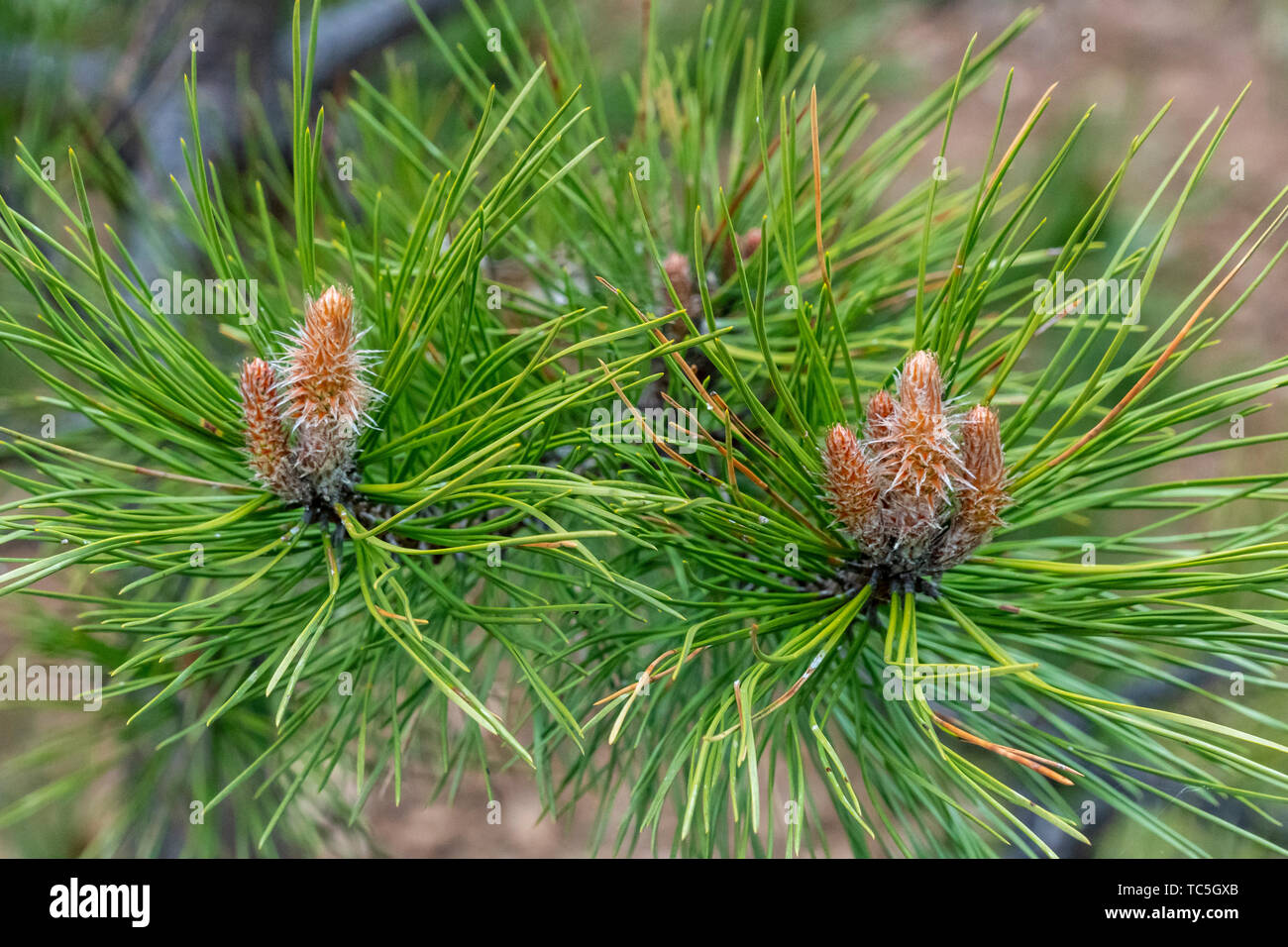 Young pine cones blooming and forming in a pine tree branch Stock Photo ...