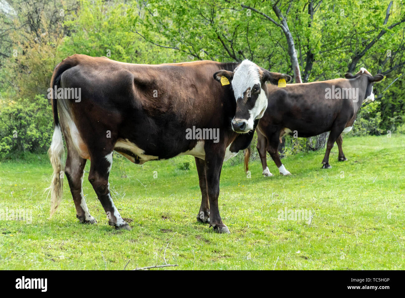 Bulgarian brown cow - typical cattle breed from Bulgaria in the ...