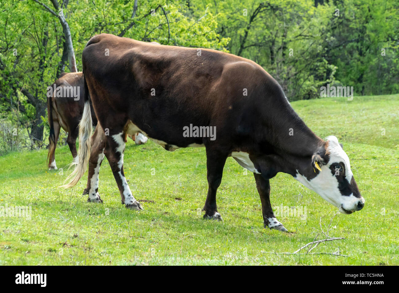 Bulgarian brown cow - typical cattle breed from Bulgaria in the ...