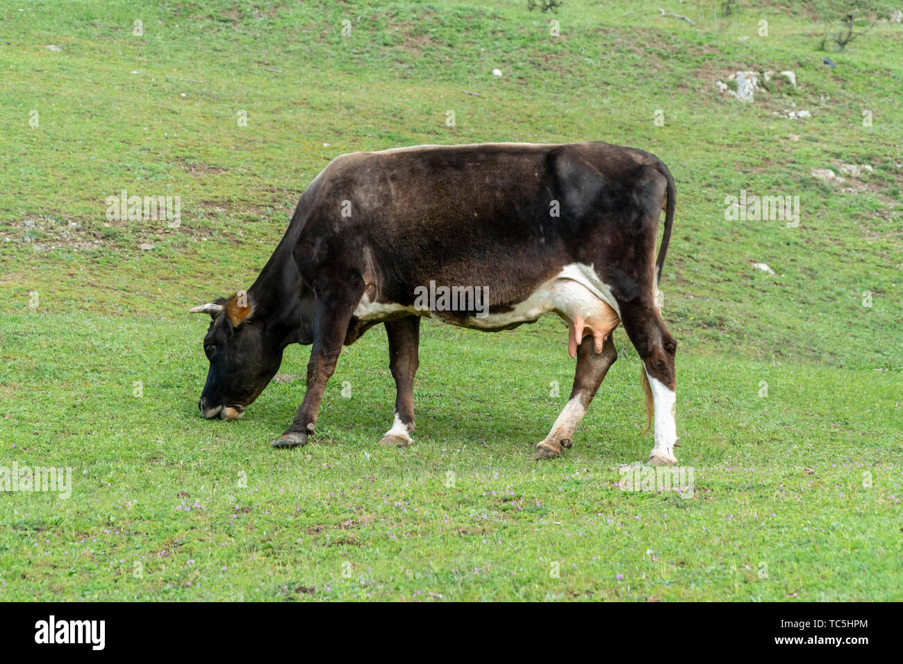 Bulgarian brown cow - typical cattle breed from Bulgaria in the ...