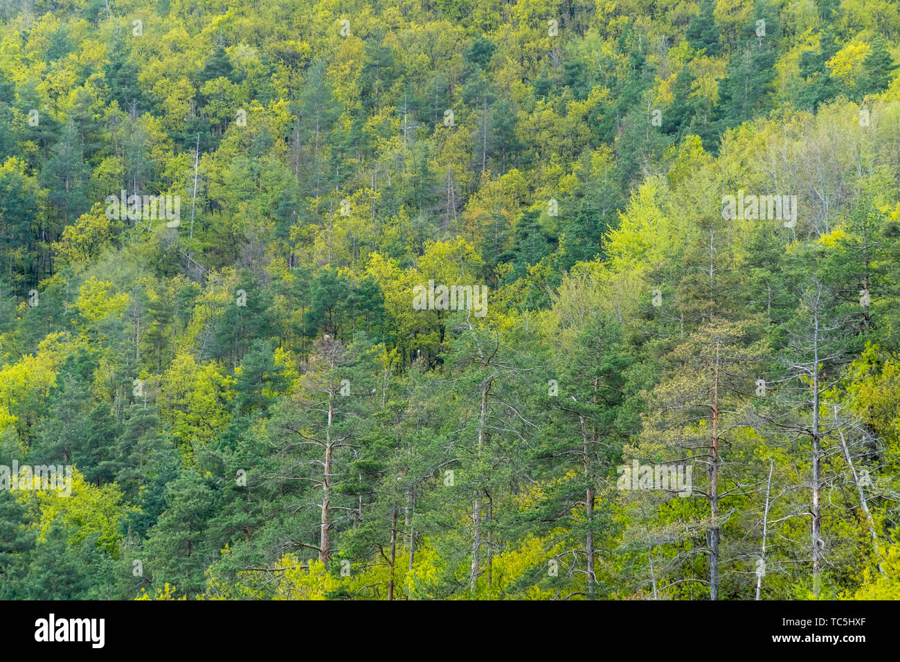 Mixed deciduous and coniferous forest with amazing colors Stock Photo ...