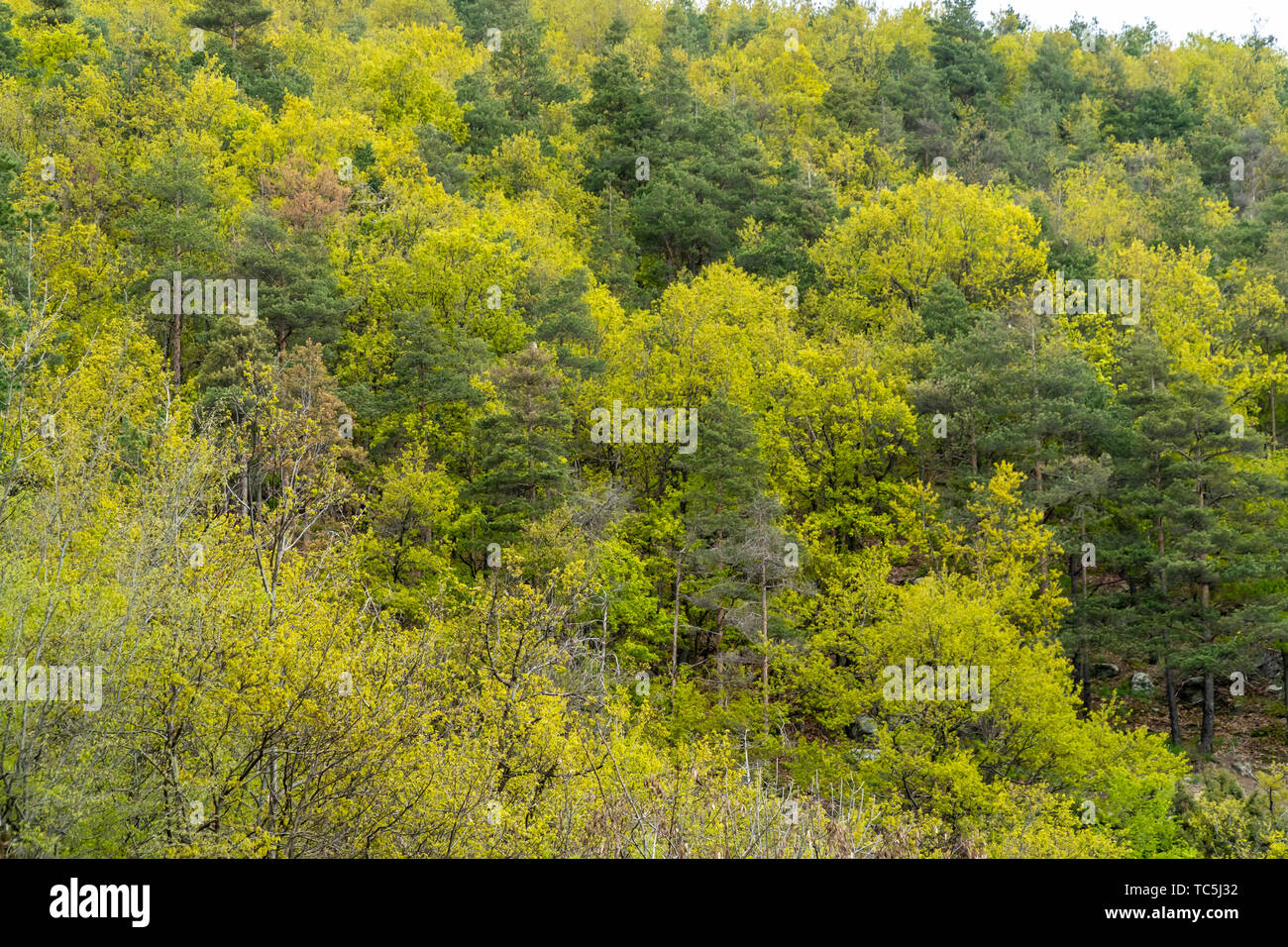 Mixed deciduous and coniferous forest with amazing colors Stock Photo ...
