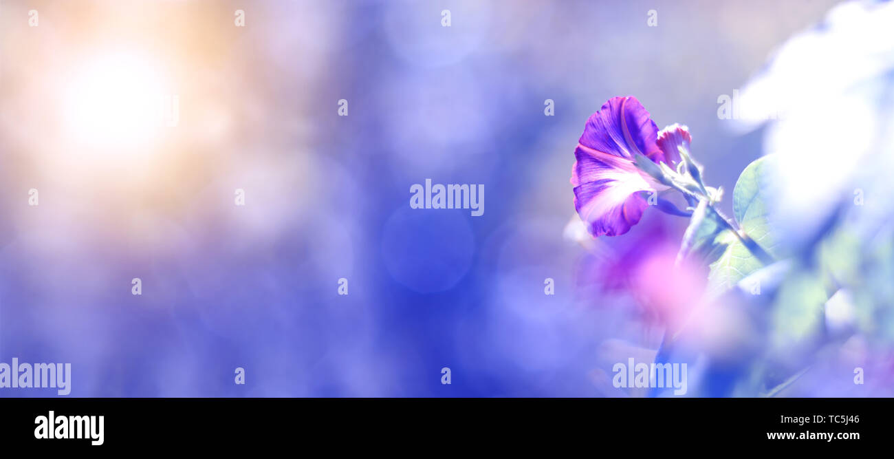 Purple Morning Glory High Resolution Stock Photography and Images - Alamy