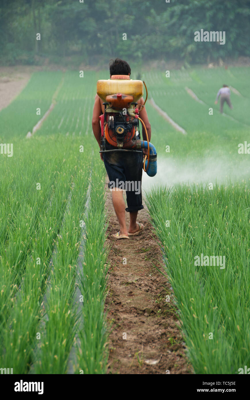 Pesticide spraying operations Stock Photo - Alamy