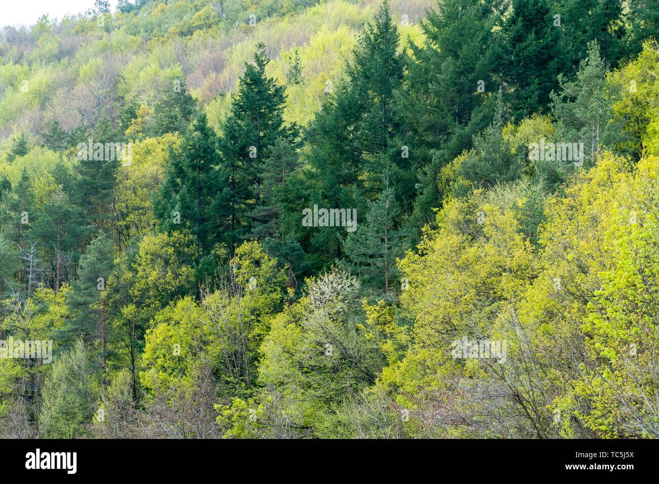 Mixed deciduous and coniferous forest with amazing colors Stock Photo ...