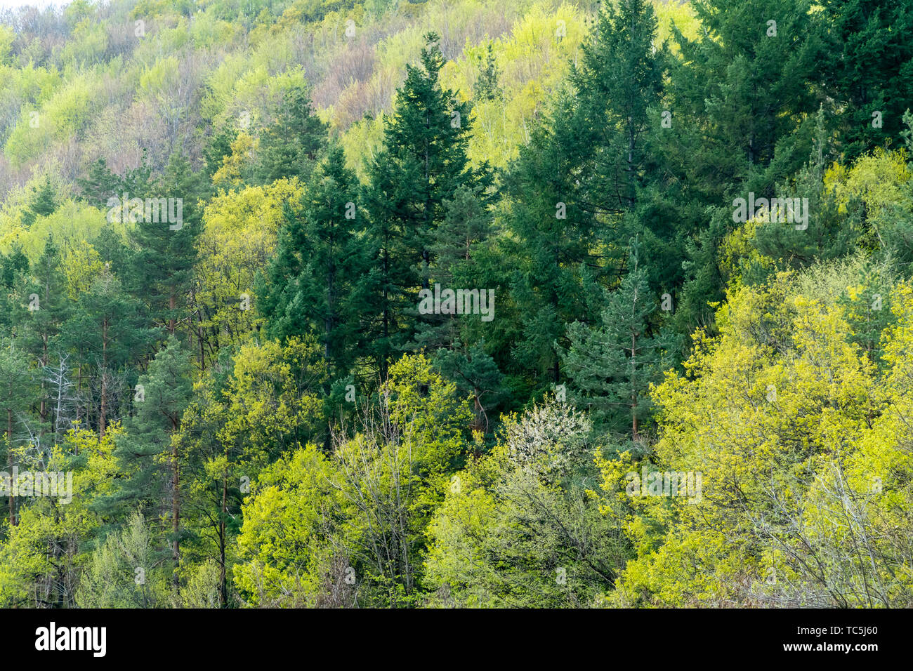 Mixed deciduous and coniferous forest with amazing colors Stock Photo ...