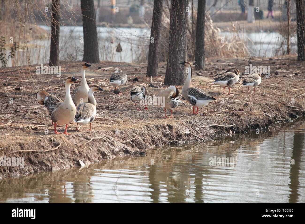 Hongyan hi-res stock photography and images - Alamy