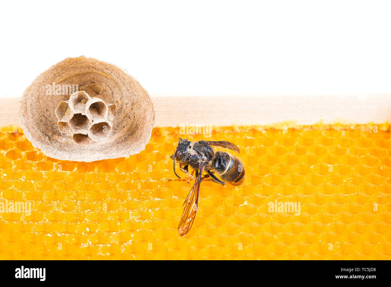 Macro picture of Asian hornets begin of nest on a new yellow frame of ...