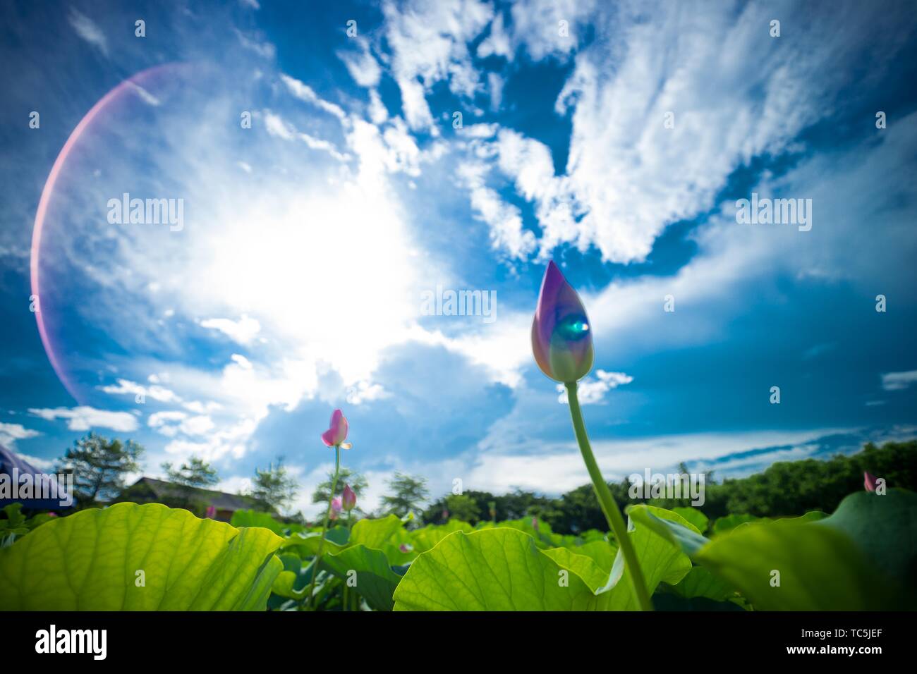 A backlit lotus Stock Photo - Alamy