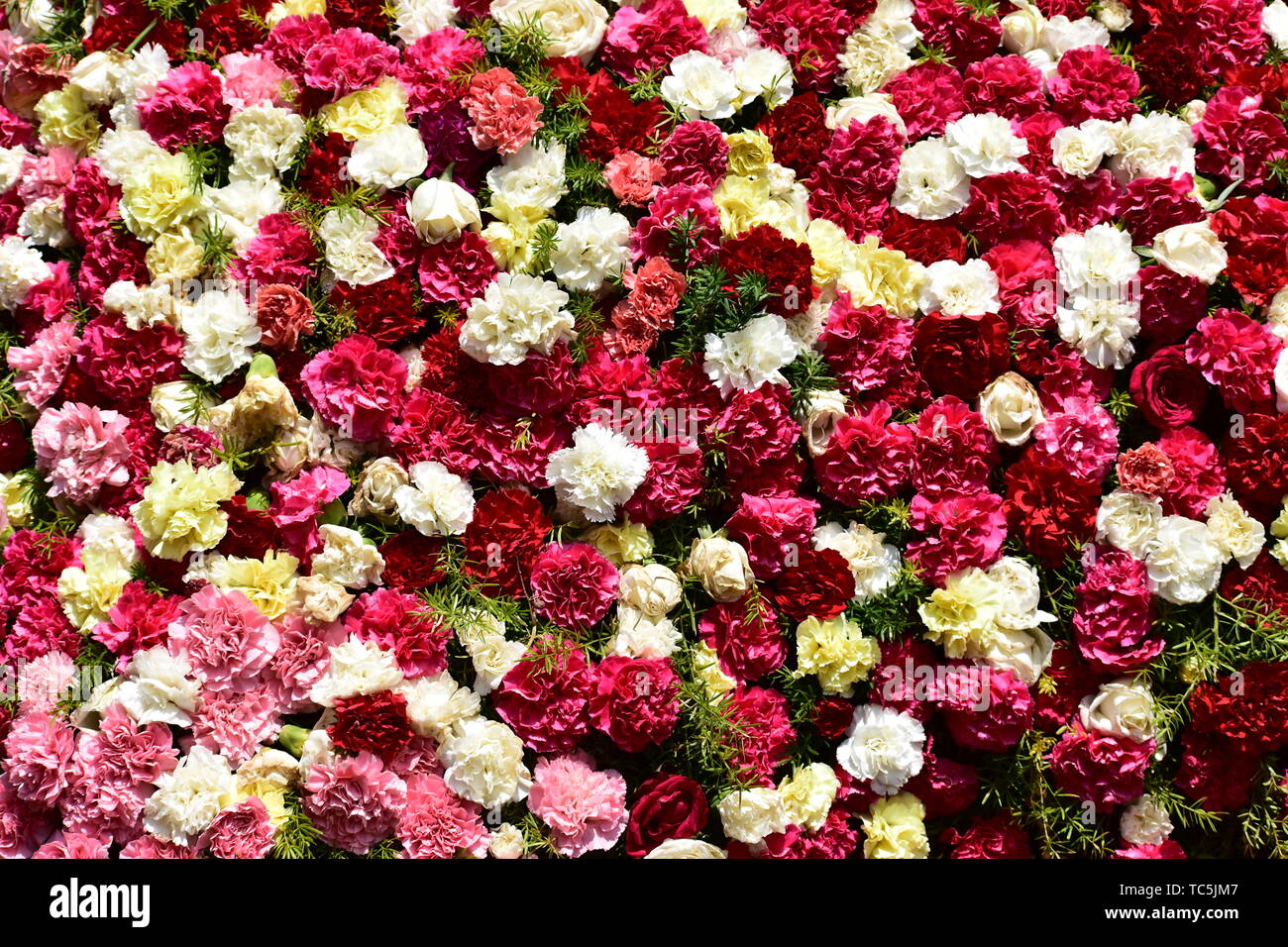 Pretty Roses in a Red, White and Pink mixed flowers Stock Photo - Alamy