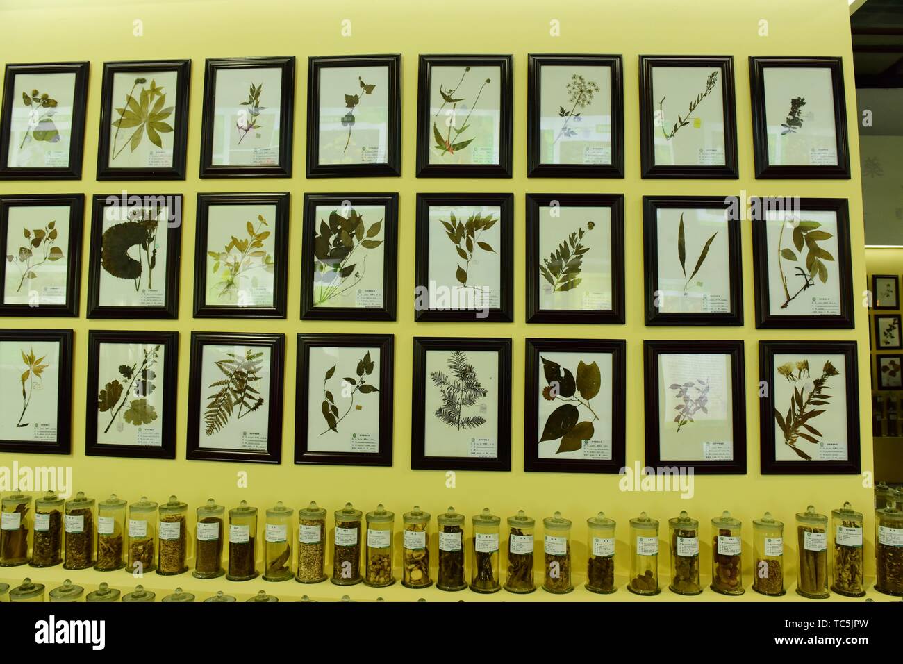 Chinese herbal plant specimens Stock Photo - Alamy