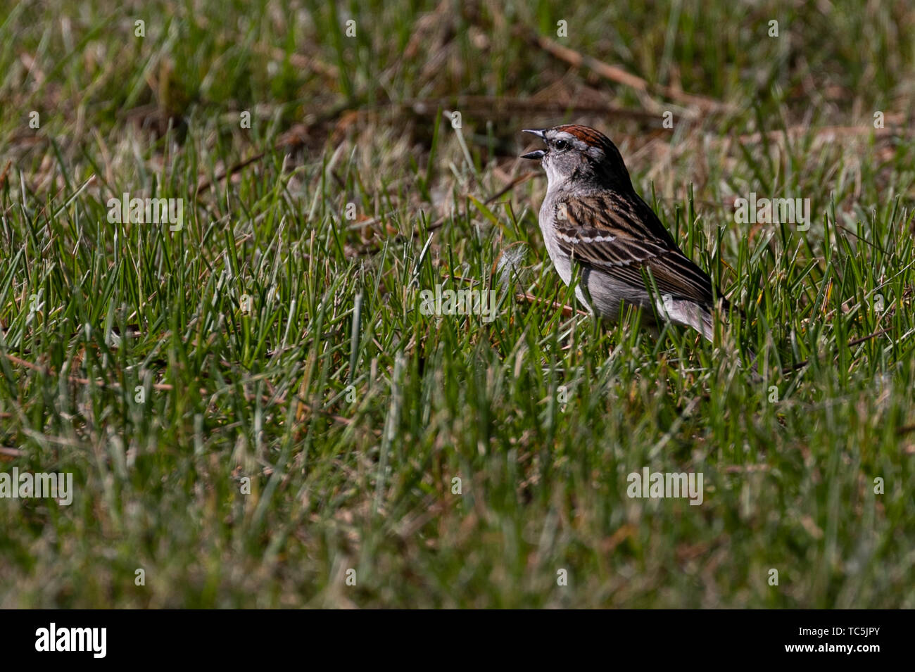 Chirping sparrow hi-res stock photography and images - Alamy