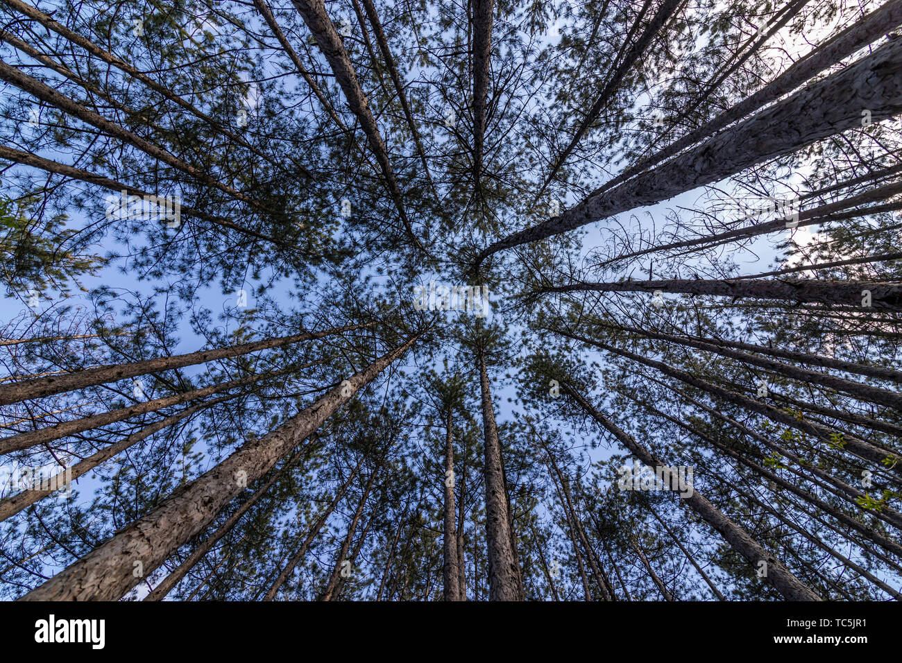 Coniferous forest up view with blue sky, clouds and sunlight peaking ...