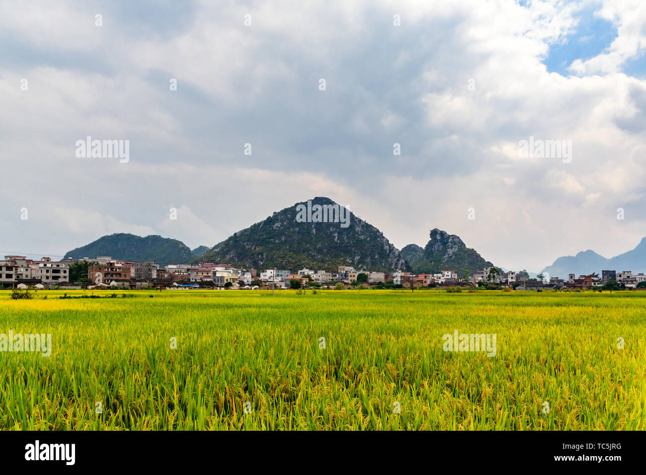 Monkey watch list hi-res stock photography and images - Alamy