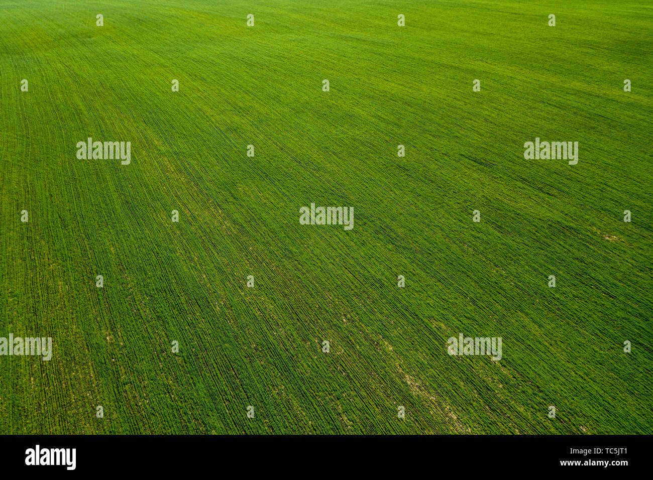 Aerial view of arable fields and plantation. Countryside. Rural ...