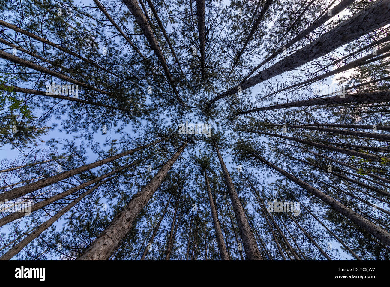 Coniferous forest up view with blue sky, clouds and sunlight peaking ...