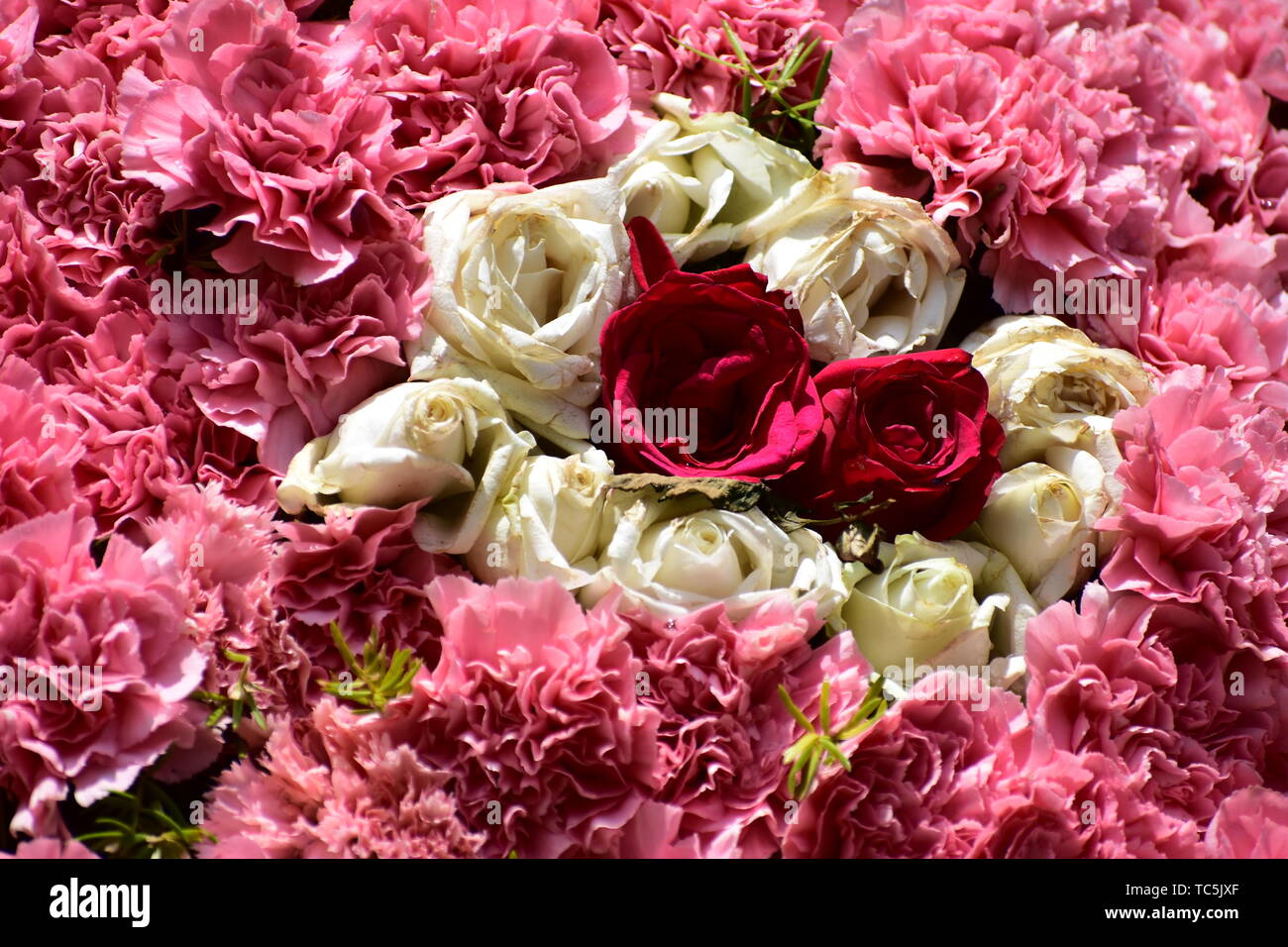 Pretty Roses in a Red, White and Pink mixed flowers Stock Photo - Alamy