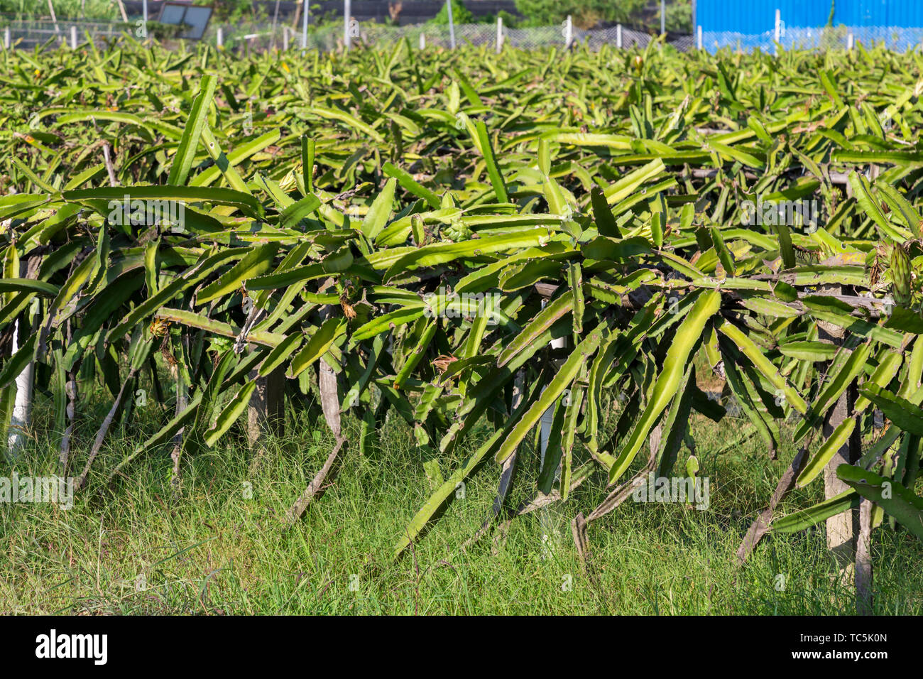 Planting base hi-res stock photography and images - Alamy