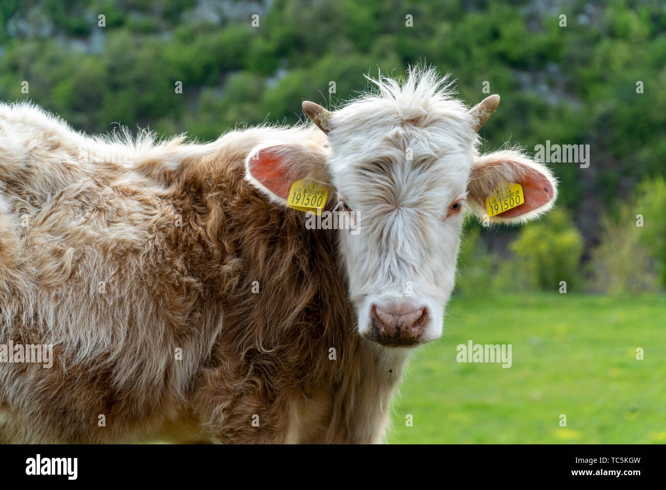 Bulgarian rhodope cow - typical cattle breed from Bulgaria in the ...
