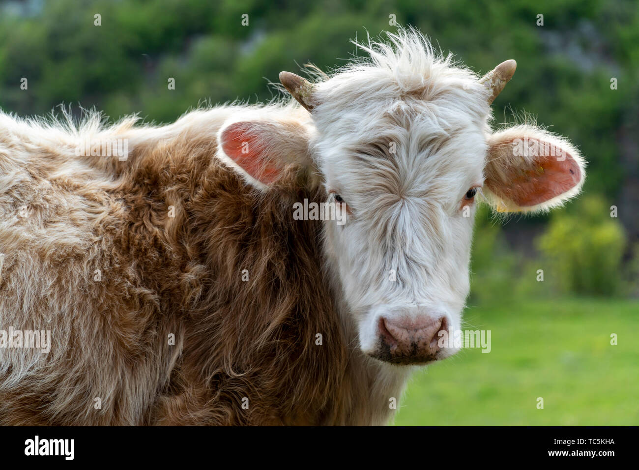 Bulgarian rhodope cow - typical cattle breed from Bulgaria in the ...