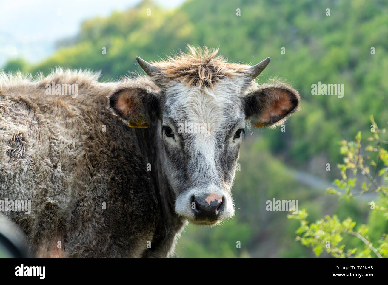 Bulgarian grey cow - typical cattle breed from Bulgaria in the ...