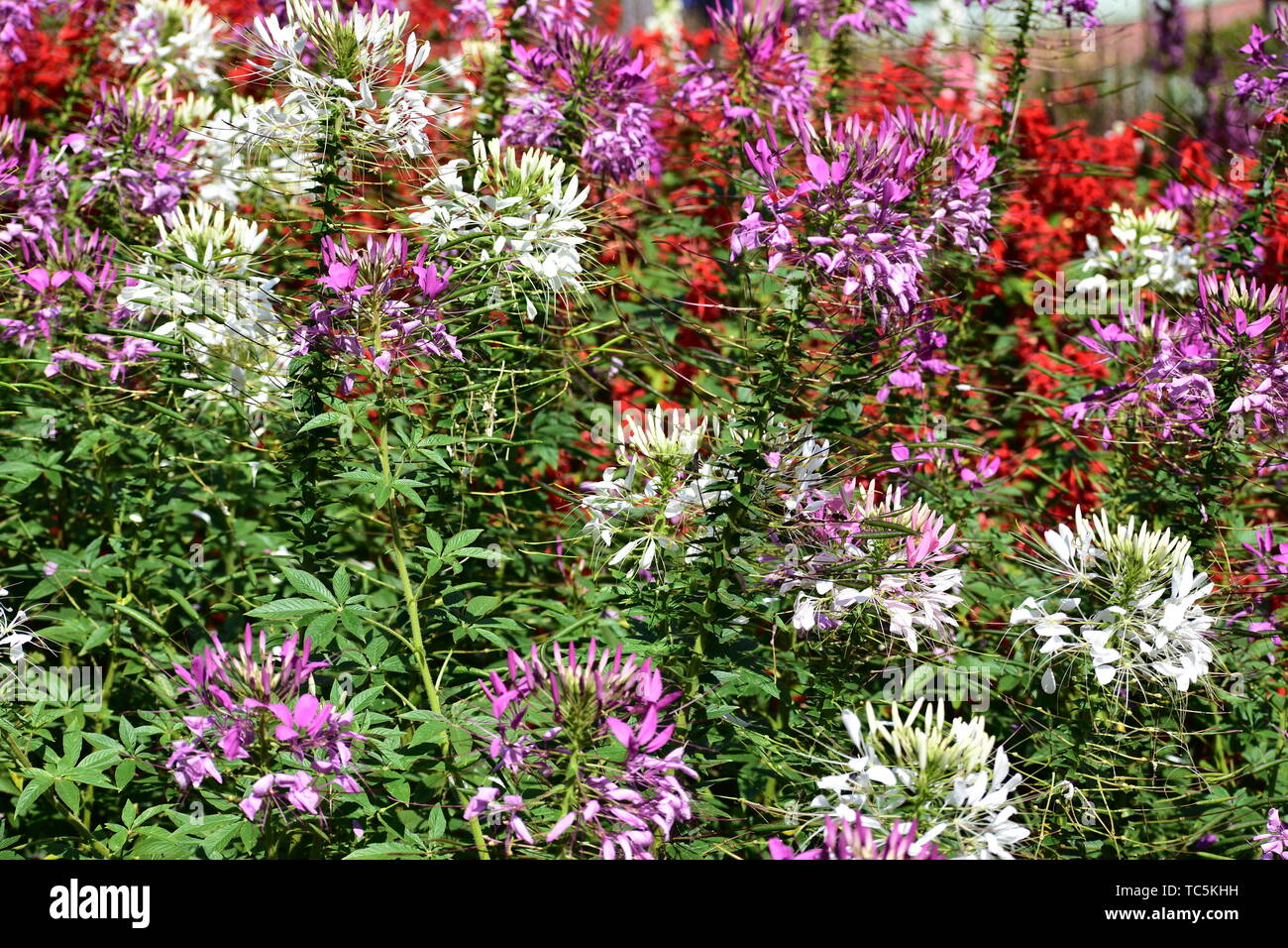 Colorful flowers at flower show in Kodaikanal Tamil Nadu, India Stock ...