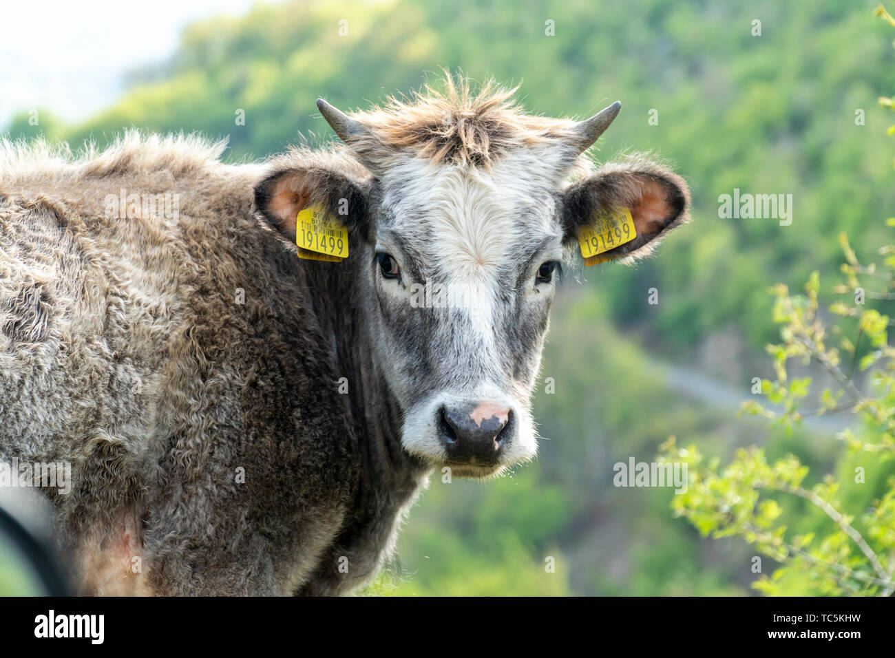 Bulgarian grey cow - typical cattle breed from Bulgaria in the ...