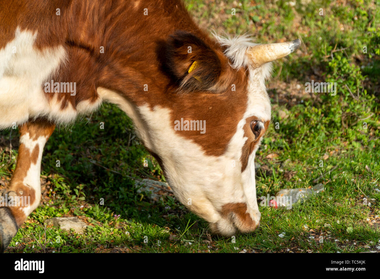 Bulgarian rhodope cow - typical cattle breed from Bulgaria in the ...
