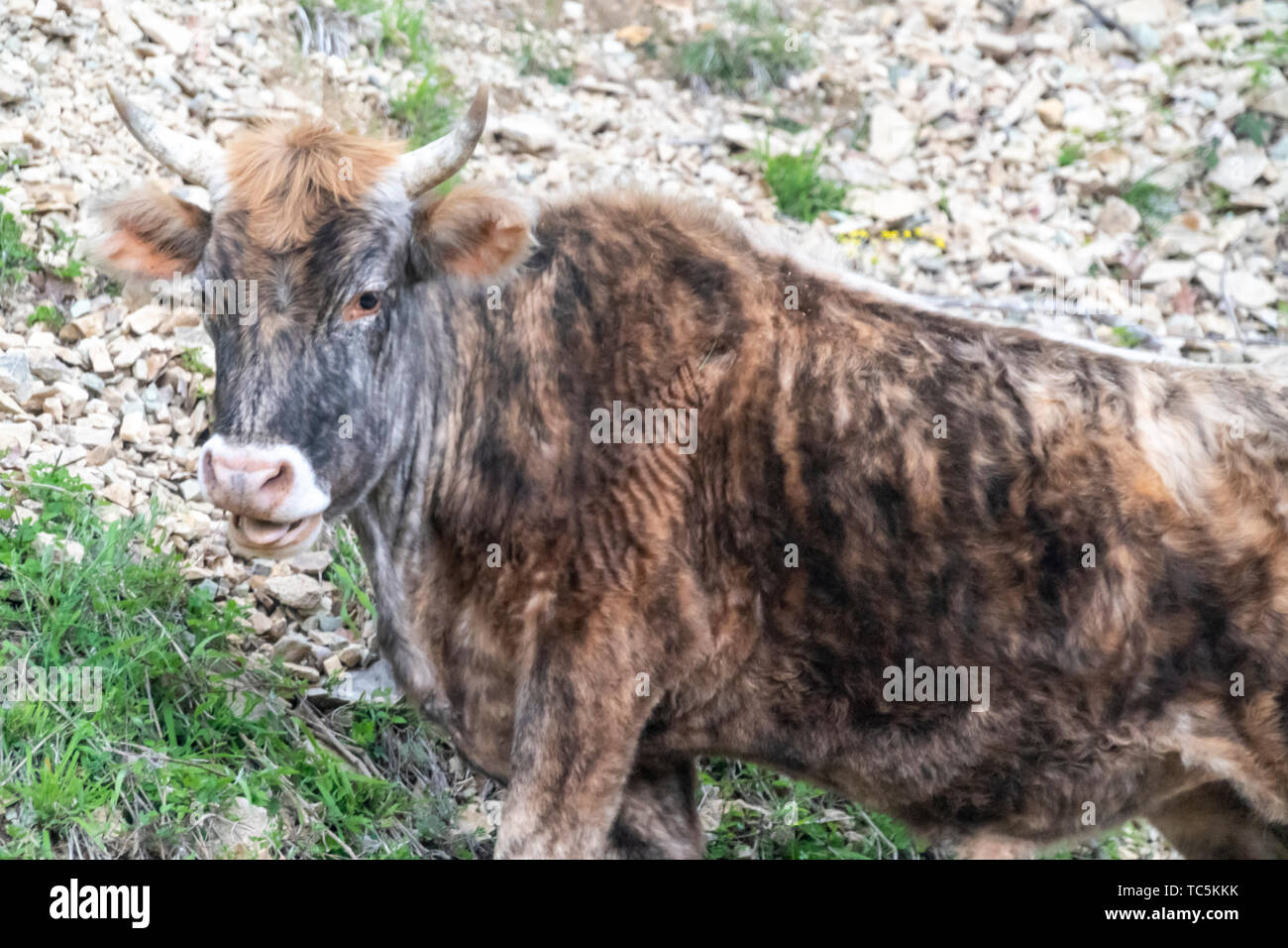 Bulgarian brown cow - typical cattle breed from Bulgaria in the ...